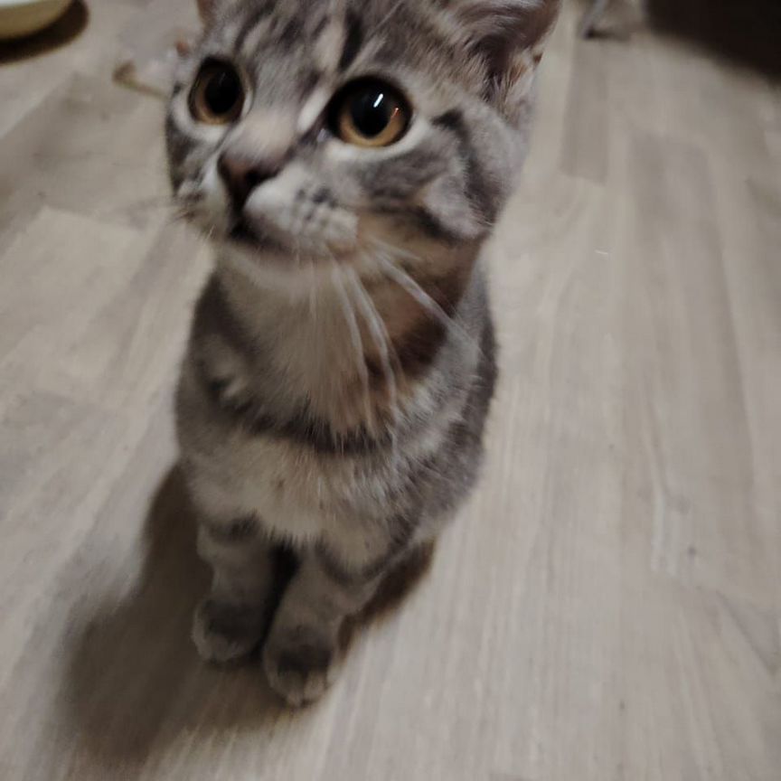 Котёнок девочка в добрые руки