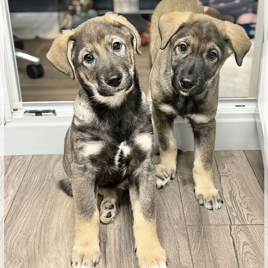 Щенок в добрые руки