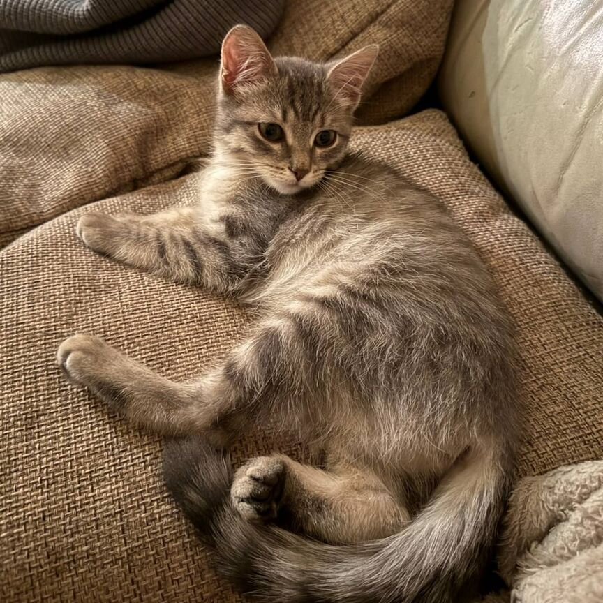 Египетская мау котёнок