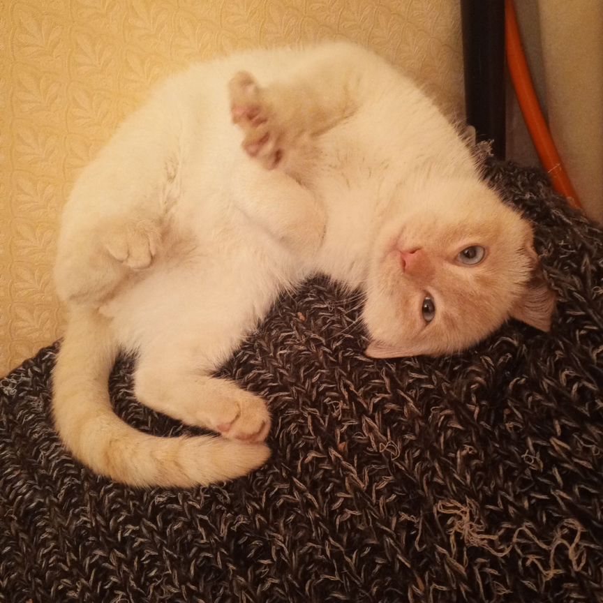 Котенок мальчик мес. 3. Годубоглпзый