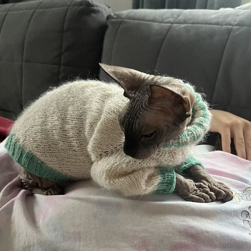 Одежда для кошки/собаки