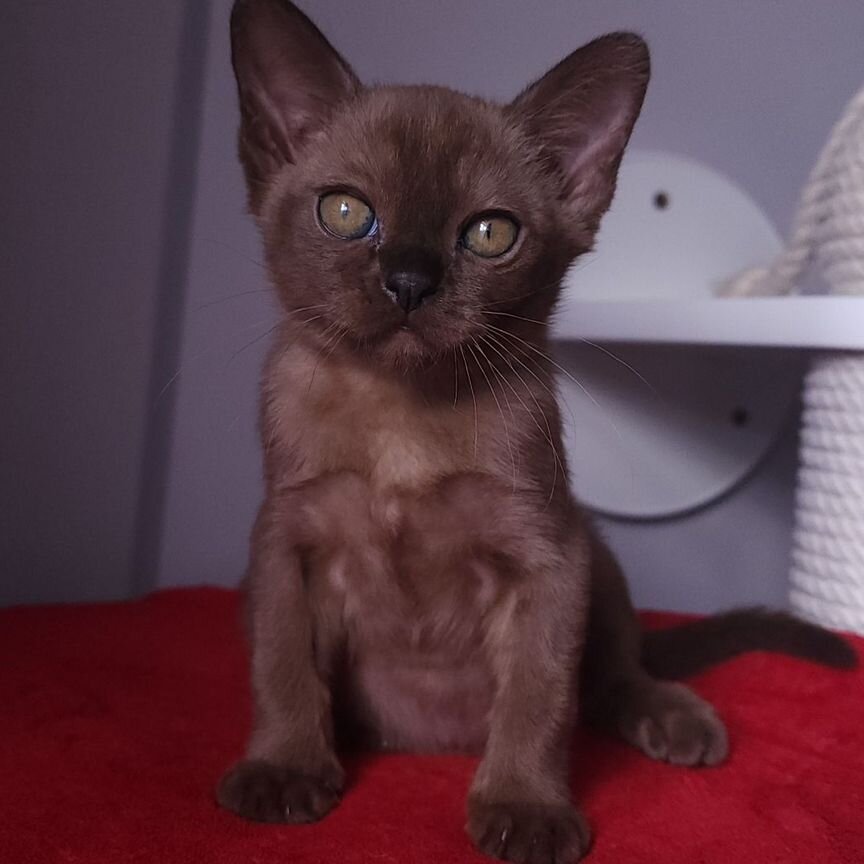 Европейский бурманский котёнок