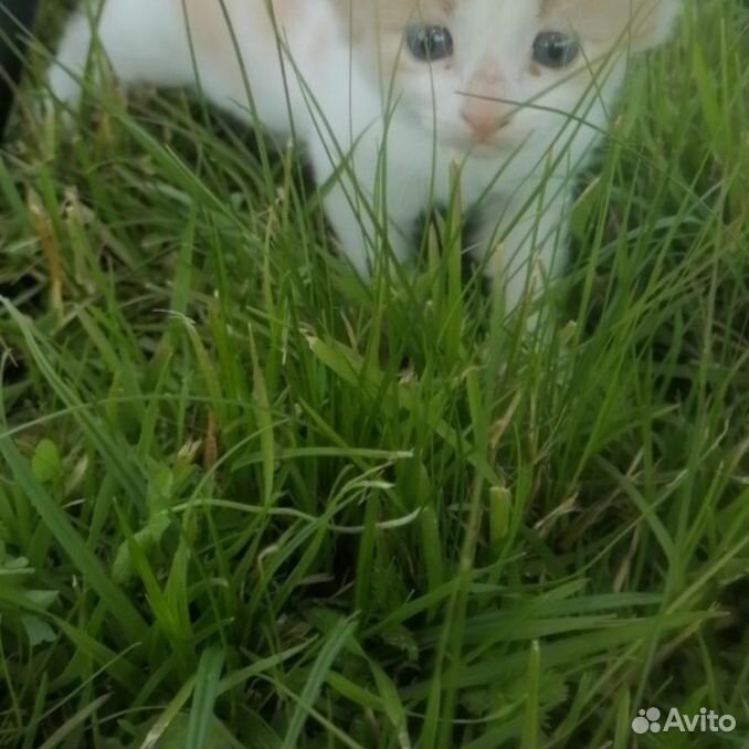 Котики, два братца