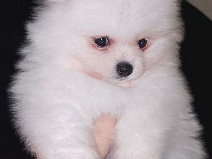 Белые медвежата шпица