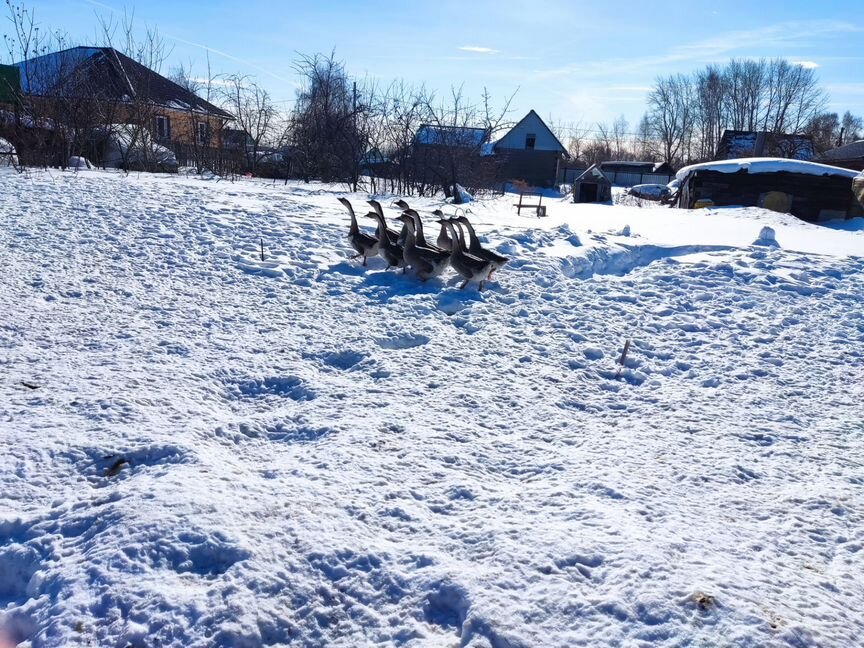 Гуси китайские