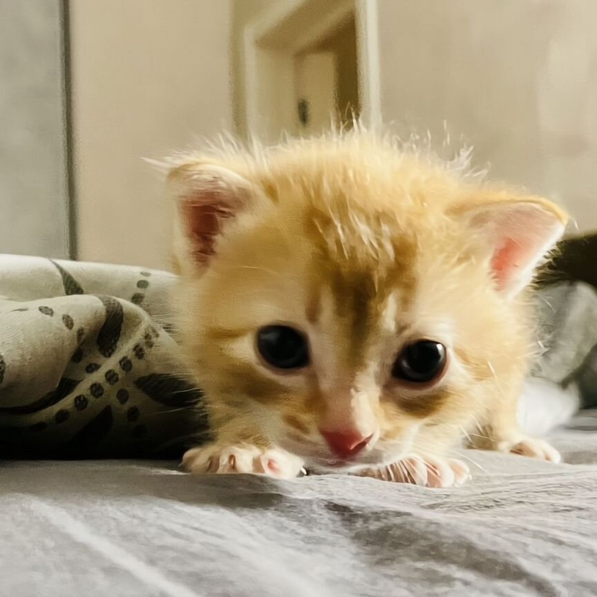 Котёнок в добрые руки