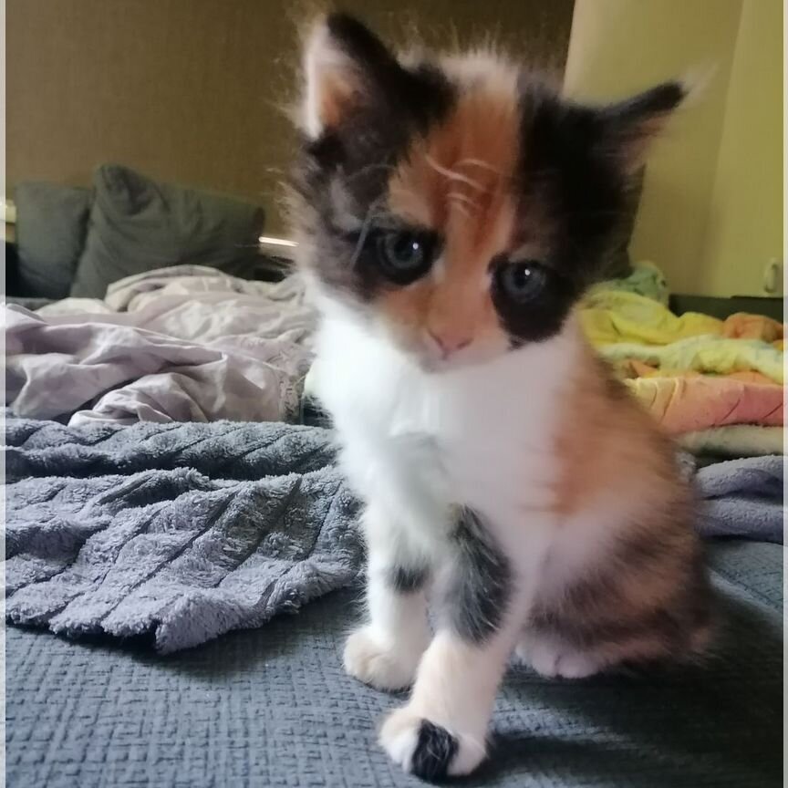 Котёнок в добрые руки