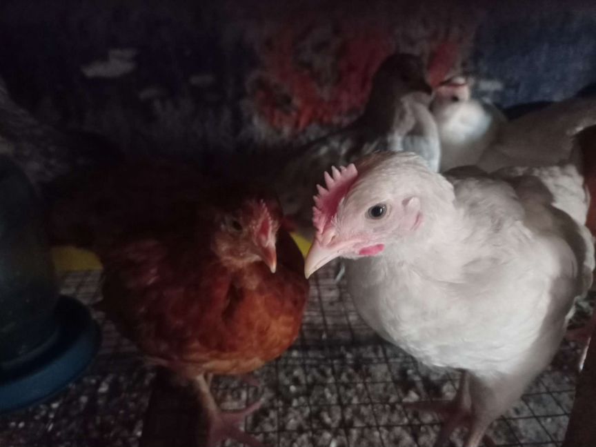 Цыплята большие и маленькие