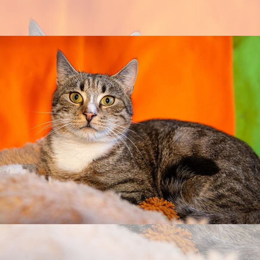 Молодой котик подросток Марик ищет хозяина