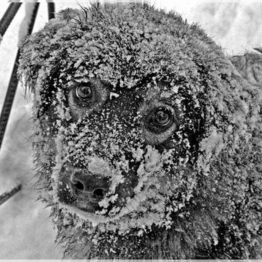 Взрослая собака в добрые руки