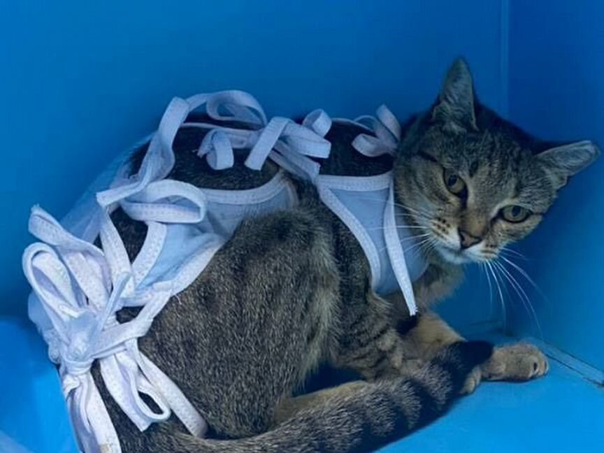 Кошечке нужен дом грозит улица