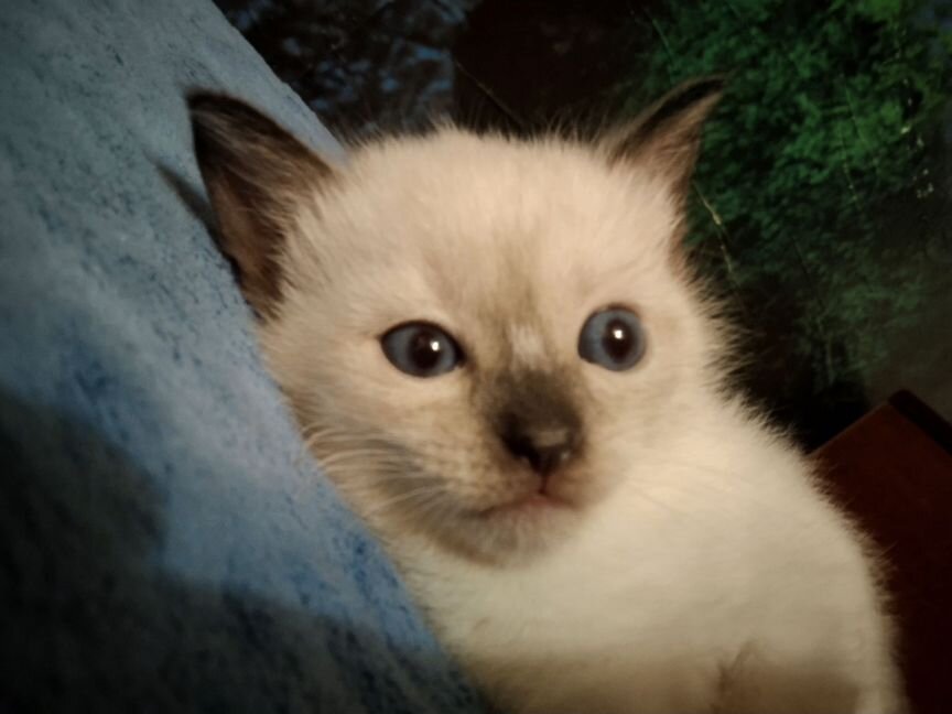 Тайские котята