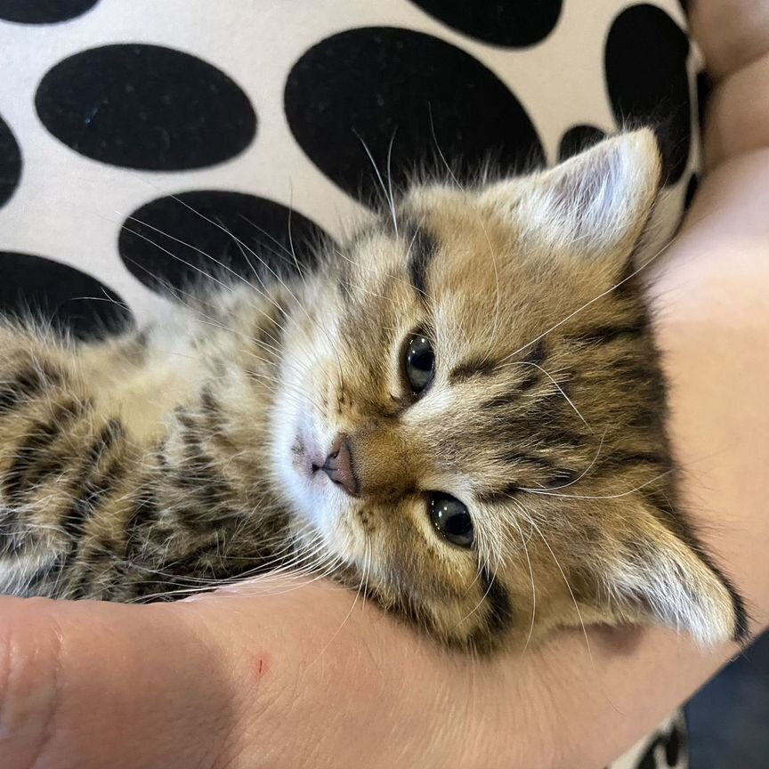 Котёнок