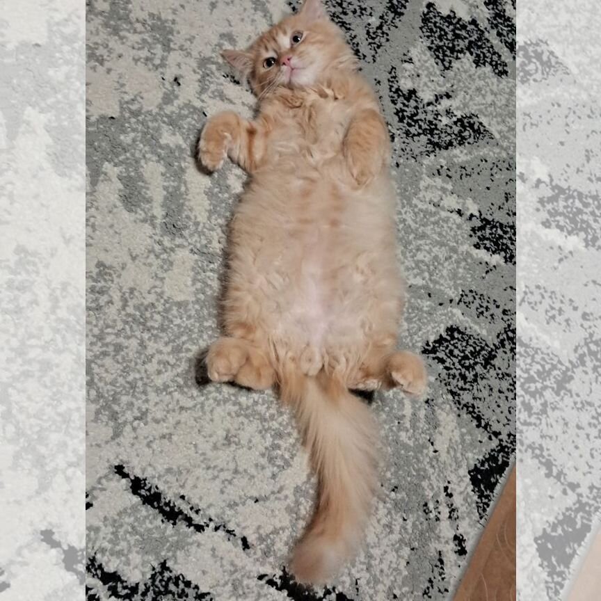 Отдам бесплатно котёнка Сибирского