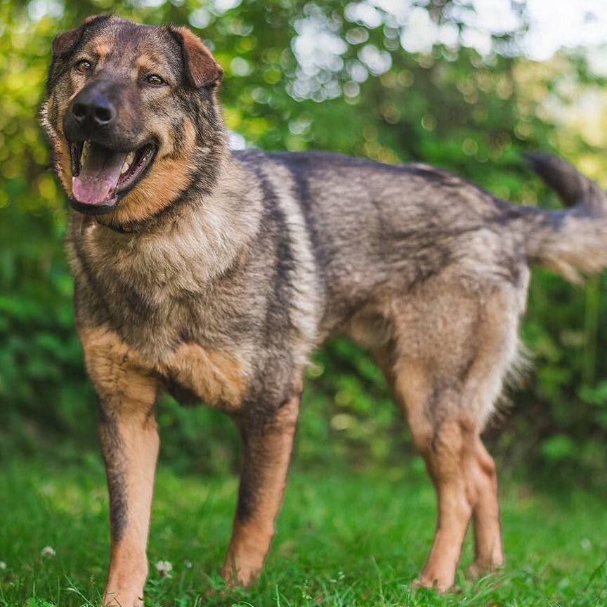 Мальчик Тоби ищет дом