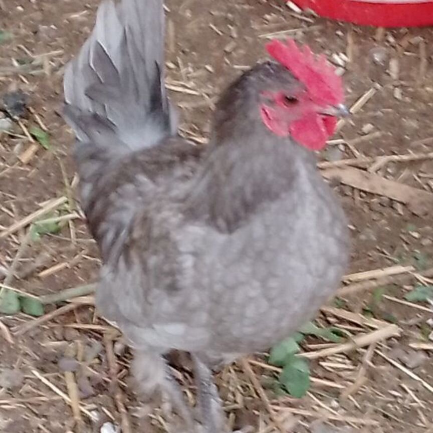 Декоративные петушки