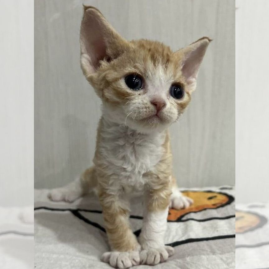 Девон-рекс котёнок