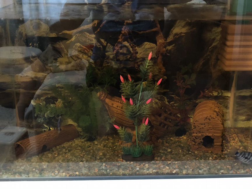 Аквариум с рыбками