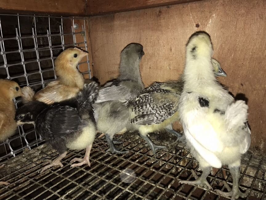 Куры цыплята