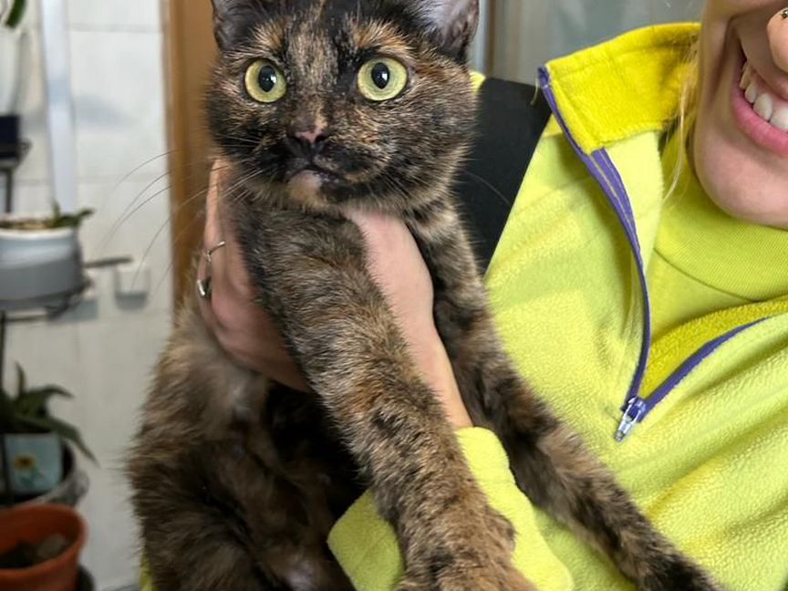 Тигровая кошечка Луиза. Приют Некрасовка. В дар