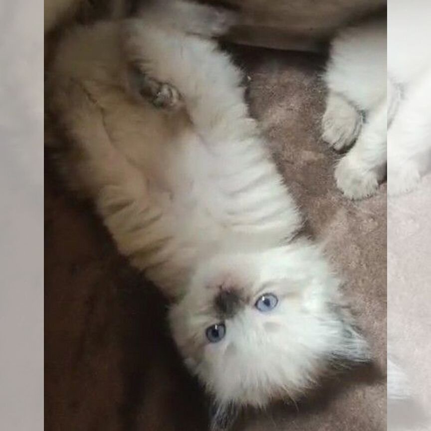 Котята. Священная бирма