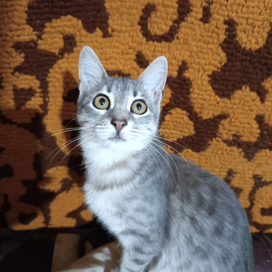 Котёнок девочка
