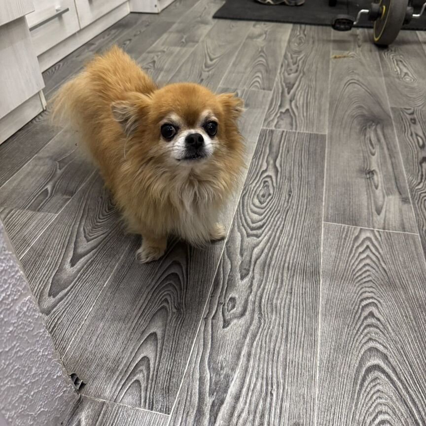 Отдам в добрые руки чихуахуа (мальчик)