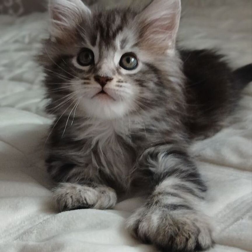 Мейн-кун котёнок