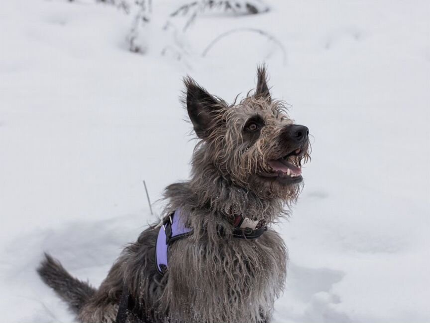 Трогательный Буба ищет дом