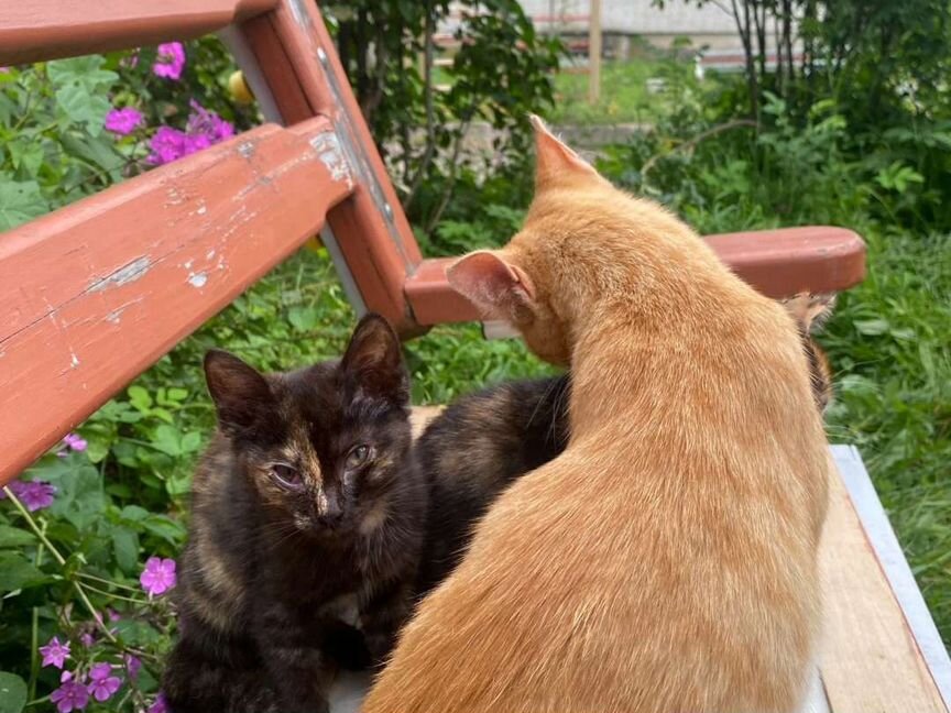 Котята в добрые руки