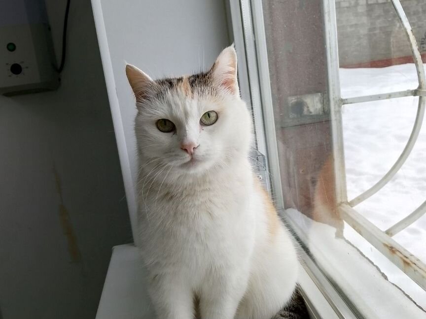 Кошка, 1.5года, стерилизованая