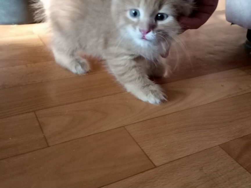 Отдам бесплатно