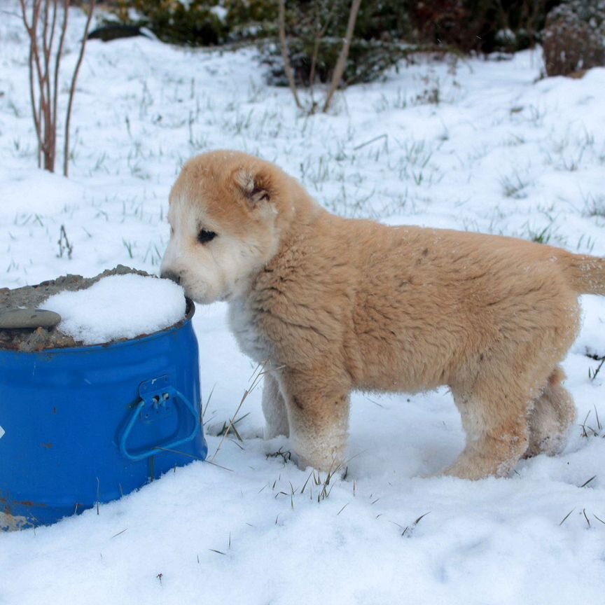 Плюшевые алабаи