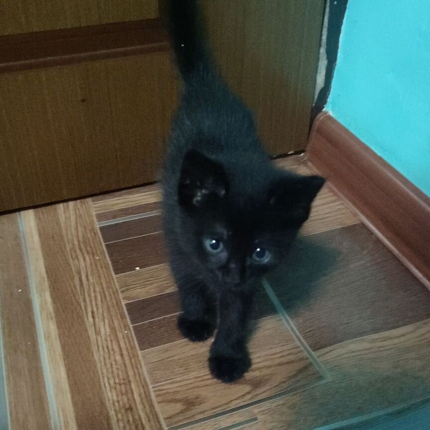 Есть две кошки и один кот
