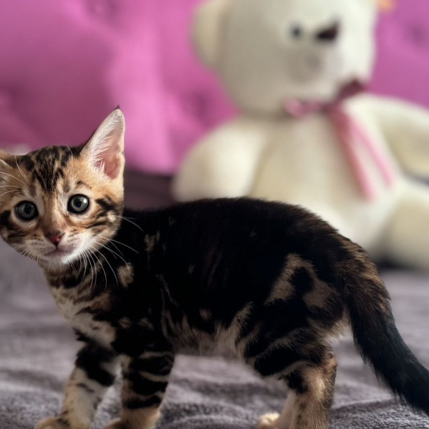 Бенгальская