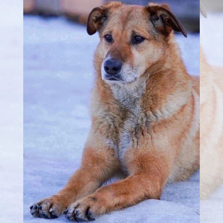 Мандаринка