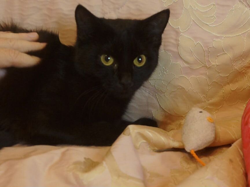 Кошка