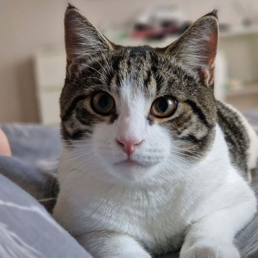 Взрослый кот в добрые руки