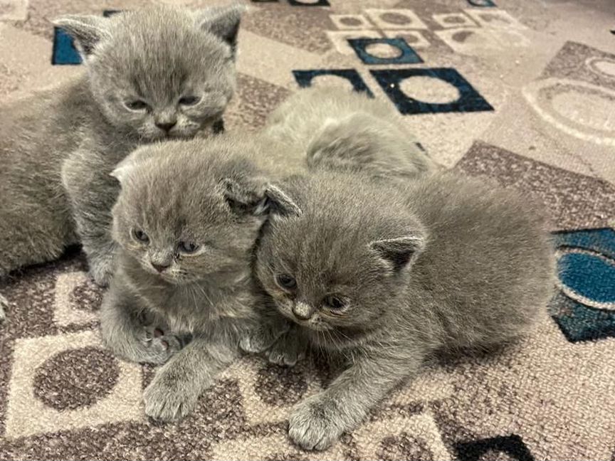 Британская