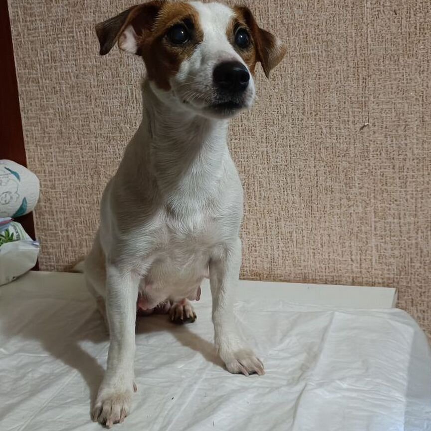 Щенки джек рассел терьер гладкошерстные