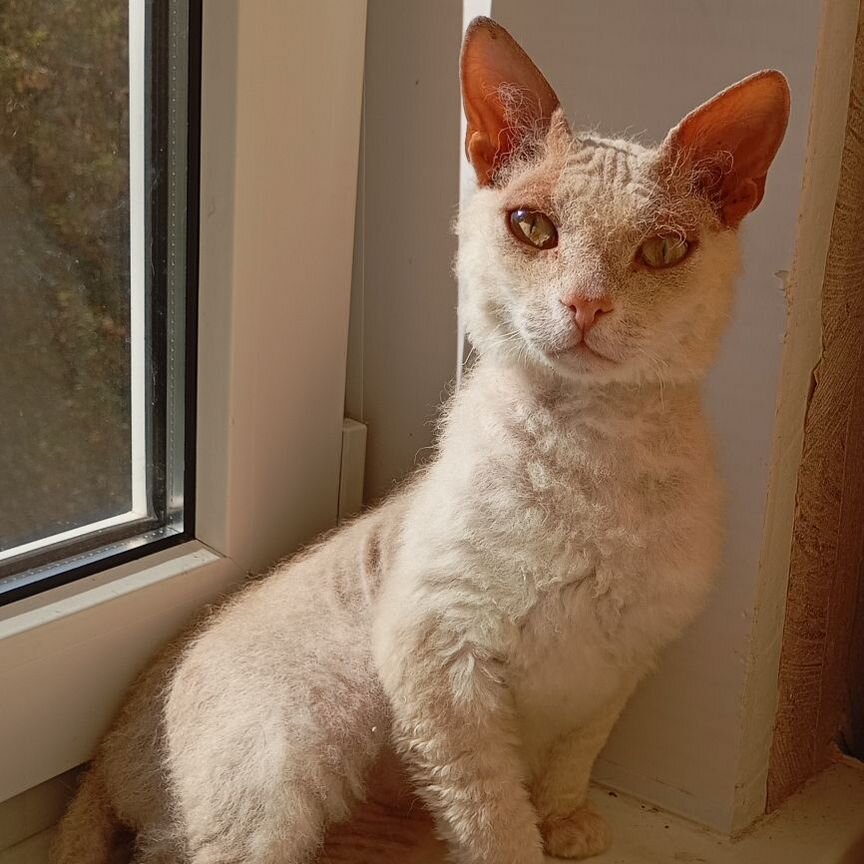 Я твоё кучерявое счастье