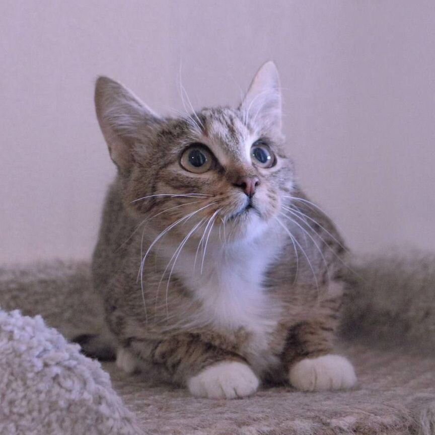Котёнок Ляся в добрые руки