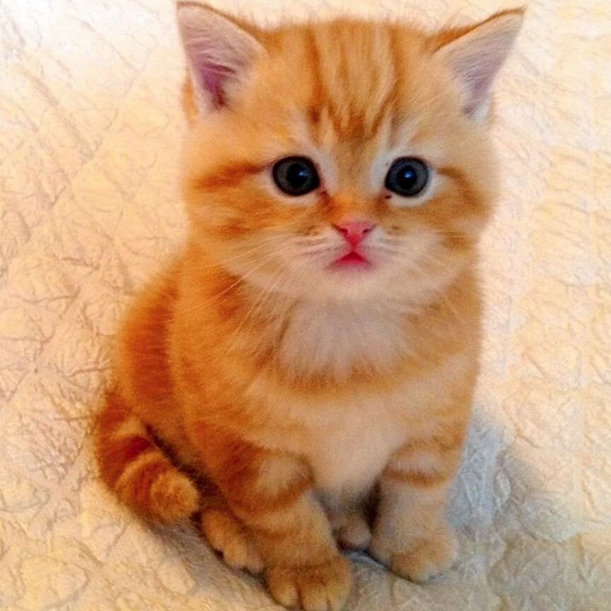 Шотландский мальчик