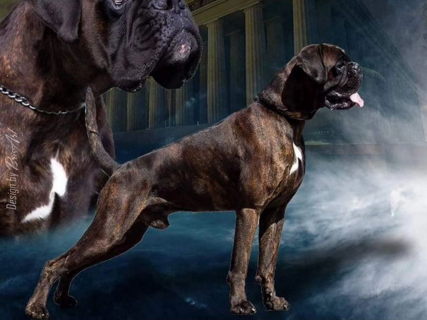 Боксер - у нас щеночки