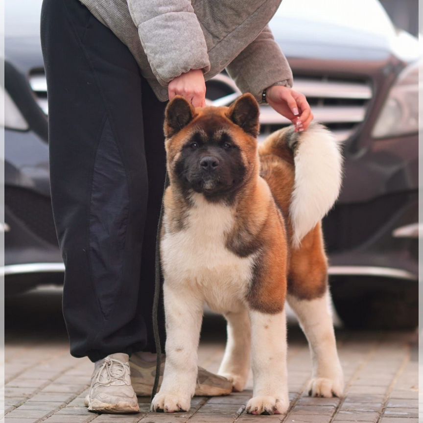 Американская акита, щенок