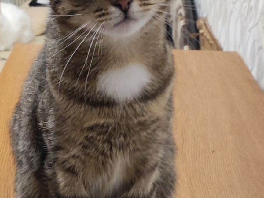 Молоденькая кошечка Маришка ищет дом