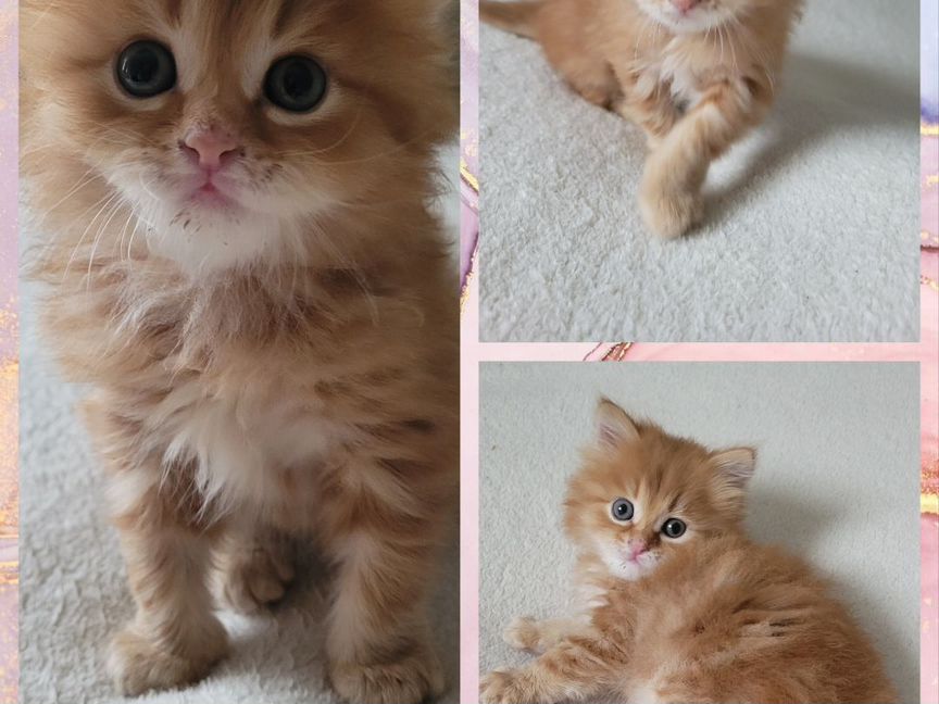 Рыжий пушистик