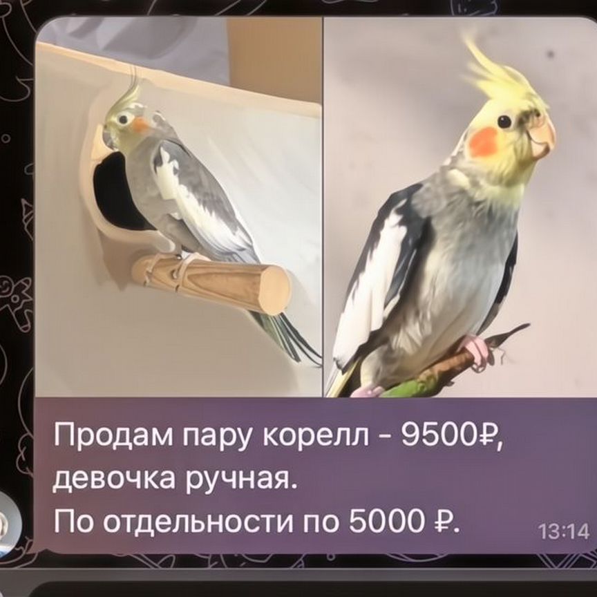 Ручной говорящий попугай