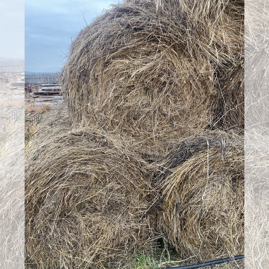 Сено в рулонах
