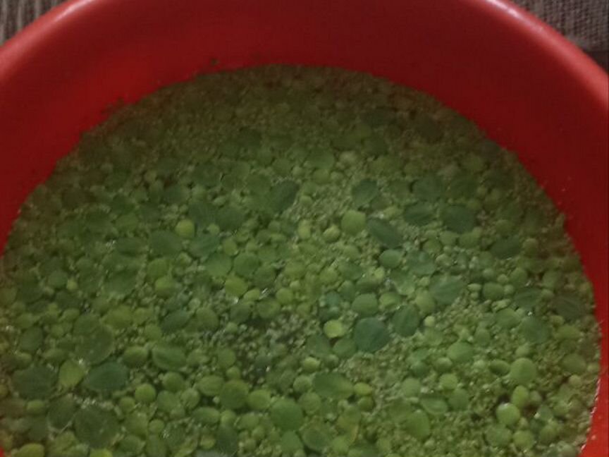 Верхоплавка